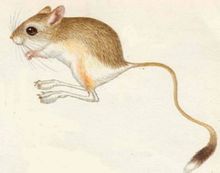 Dipus - Sayfa [1] - Dünya ansiklopedik bilgi