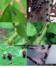 Diaspididae - Sayfa [1] - Dünya ansiklopedik bilgi