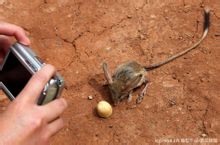 Dipus - Sayfa [1] - Dünya ansiklopedik bilgi